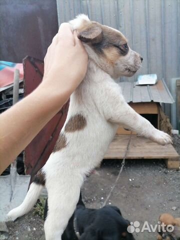 Щенки ягдтерьера