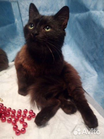 Кошка в дар