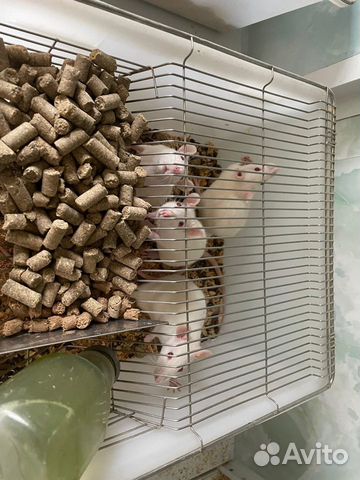 Крысы Вистар