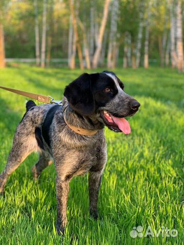 Курцхаар,кобель,возраст 1,2