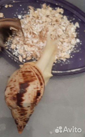 Отдам в добрые руки улиток ахатин