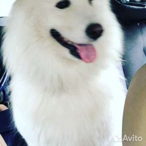 Самоедская лайка