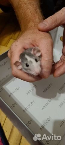 Крысята дамбо 1 месяц