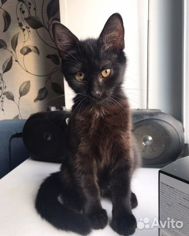 Девчонка ищет дом