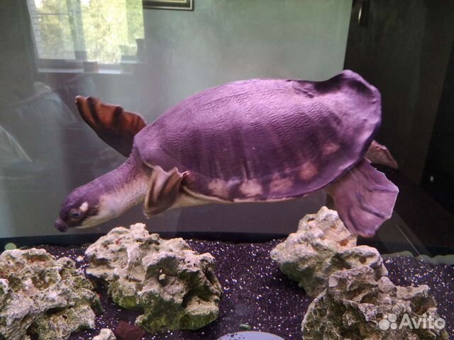 Свинорылая черепаха