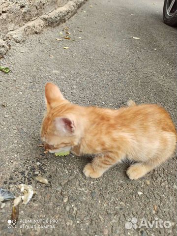 Огненно-рыжий котенок