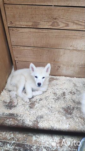 Хаски друг из сказки