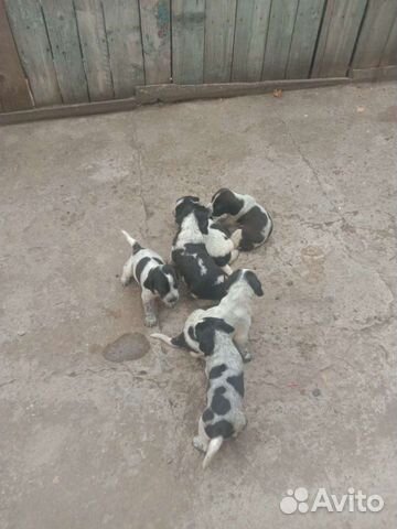 Собака в добрые руки щенок