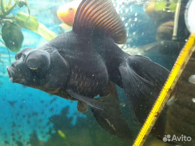 Рыба Телескоп