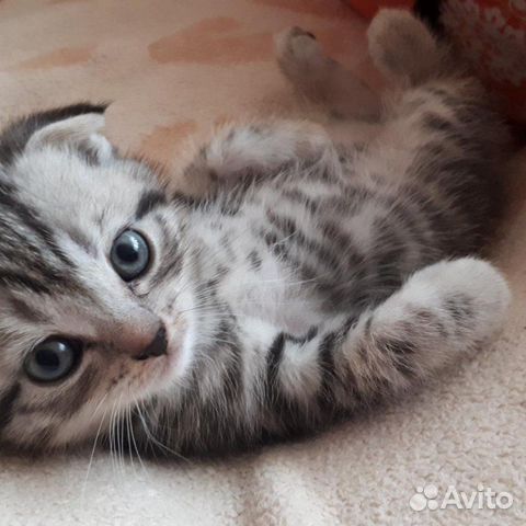 Пончик-маленький вислоухий мальчик метис шотландко