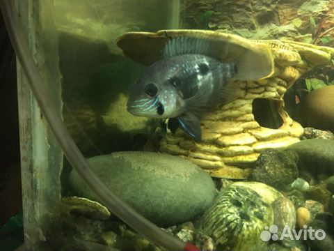 Акара бирюзовая.(самец)