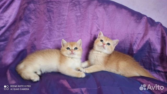 Мальчик и девочка NY 12