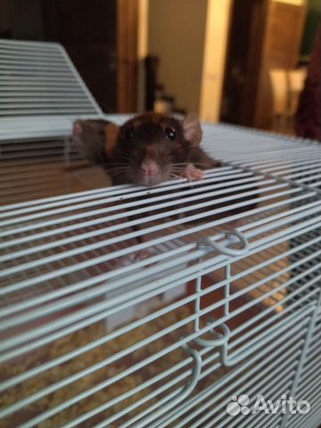 Декоративная крыса
