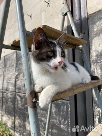 Кошечка Юми 4 месяца