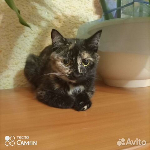 Отдам кошечку 1год