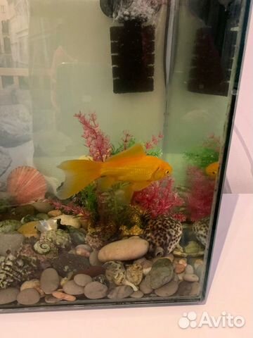 Золотая рыбка