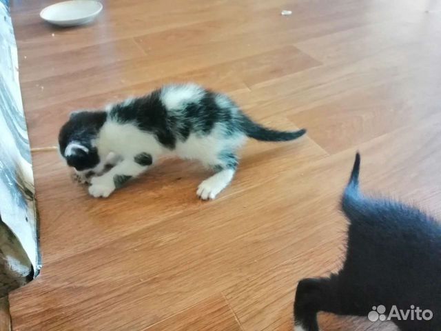 Кошка в дар