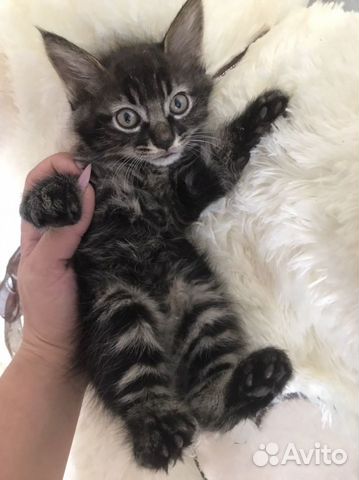 Курильский бобтэйл мальчик 2 месяца