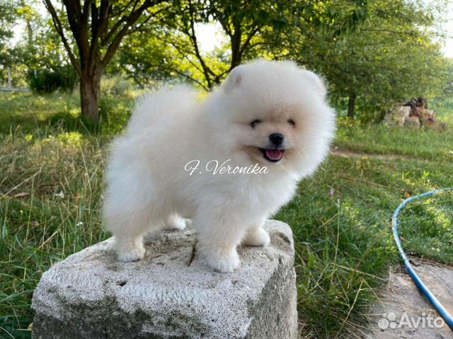 Померанский шпиц медвежьего типа
