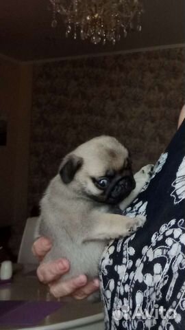 Щенки мопса