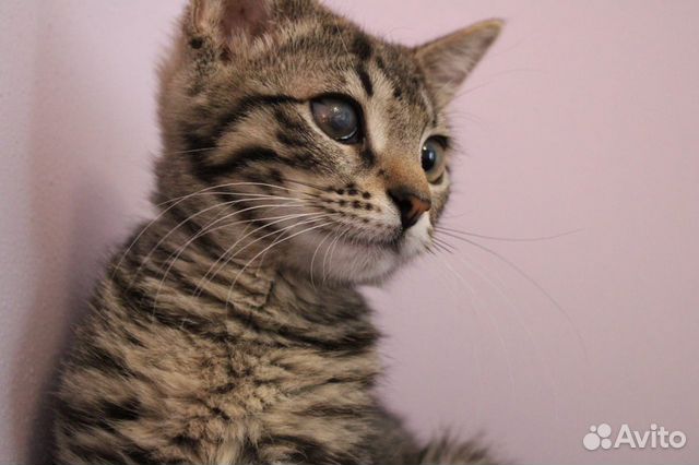 Котенок тигренок 3 мес
