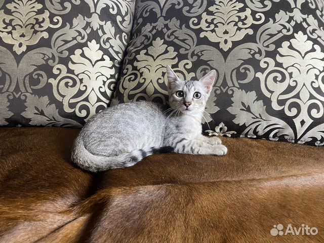 Египетская мау котик Конфуций