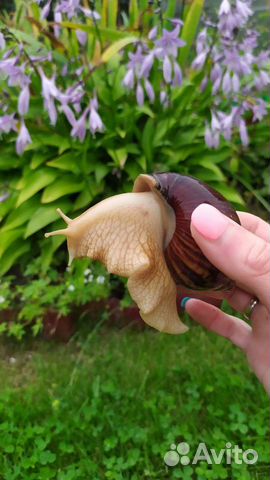 Улитка Ахатина Иммакулята