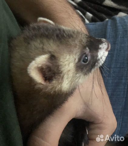 Хорек девочка со всем что необходимо