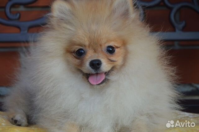 Померанский шпиц кобель