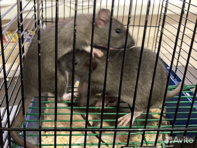 Крысята бесплатно