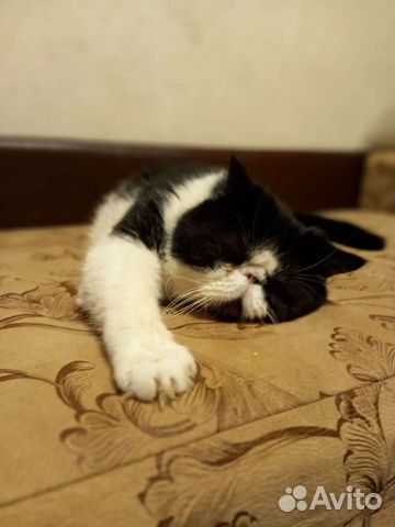 Экзотическая кошка