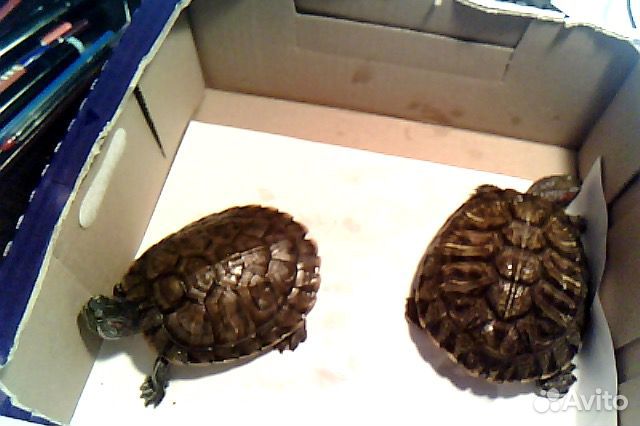 Продам в добрые руки красноухих черепах