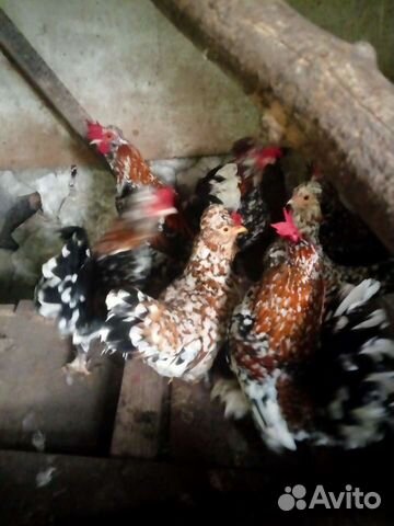 Пара карликовой алтайской бентамки