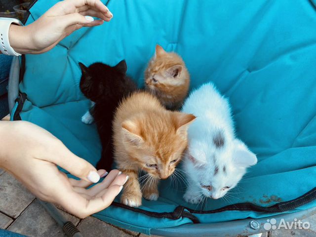 Котята в добрые руки