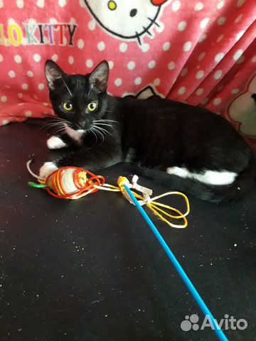 Маркизка,котенок-подросток