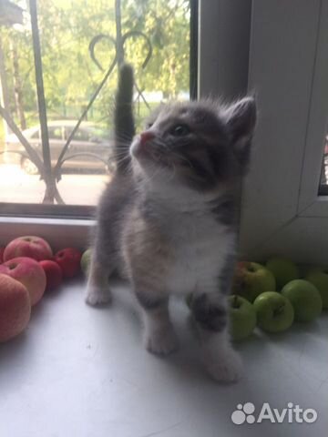 Котенок в добрые руки