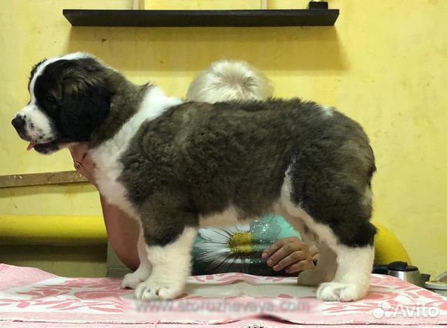 Московская сторожевая. Щенок