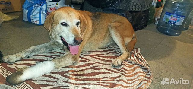 Найдена раненная собака в районе Чернавского моста