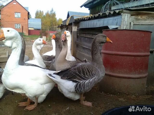 Гуси холмогорские,тулузские,кохинхины