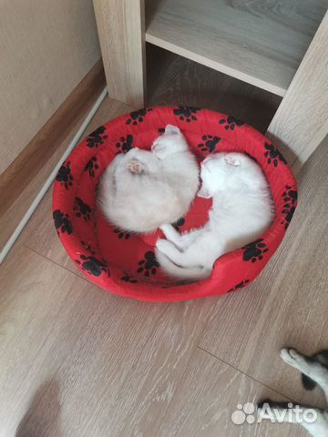 Британские котята