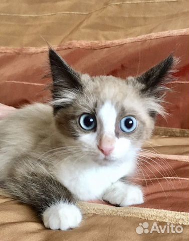 Чудо котенок девочка Мультяшка 3 месяца в дар