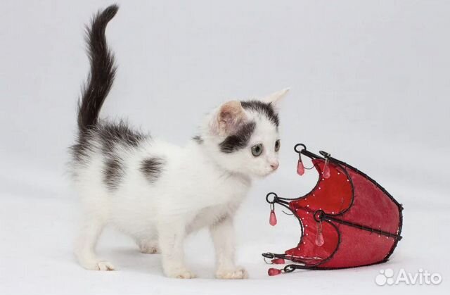 Котенок в добрые руки