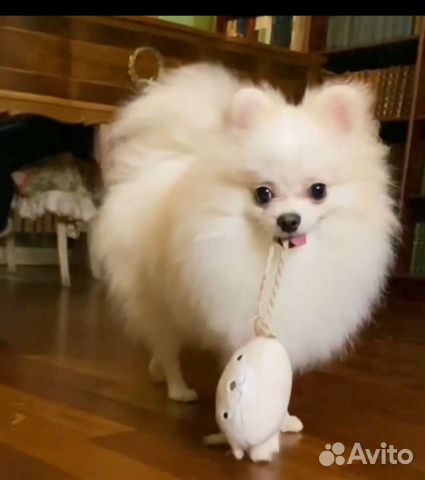 Померанский шпиц