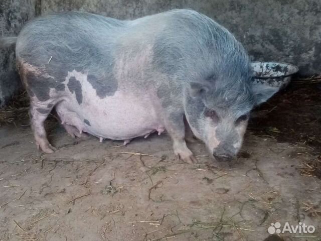 Вьетнамская вислобрюхая матка опоросная