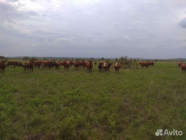 Коровы мясной породы (калмыцкая)