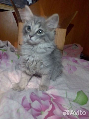 Котёнок в добрые руки бесплатно (девочка)