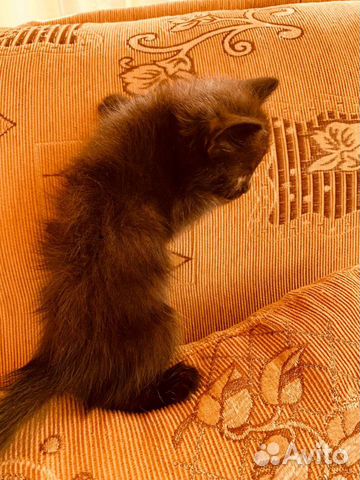 Котята в добрые и любящие руки