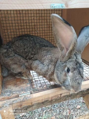 Кролик Серый великан
