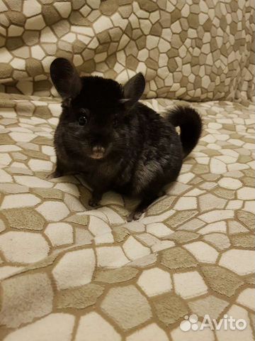 Шиншилла Бархатный эбони тёмный носитель фиолета