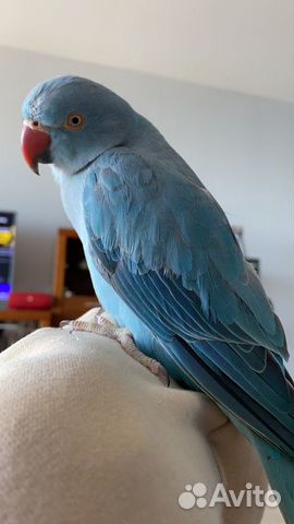 Потерялся попугай